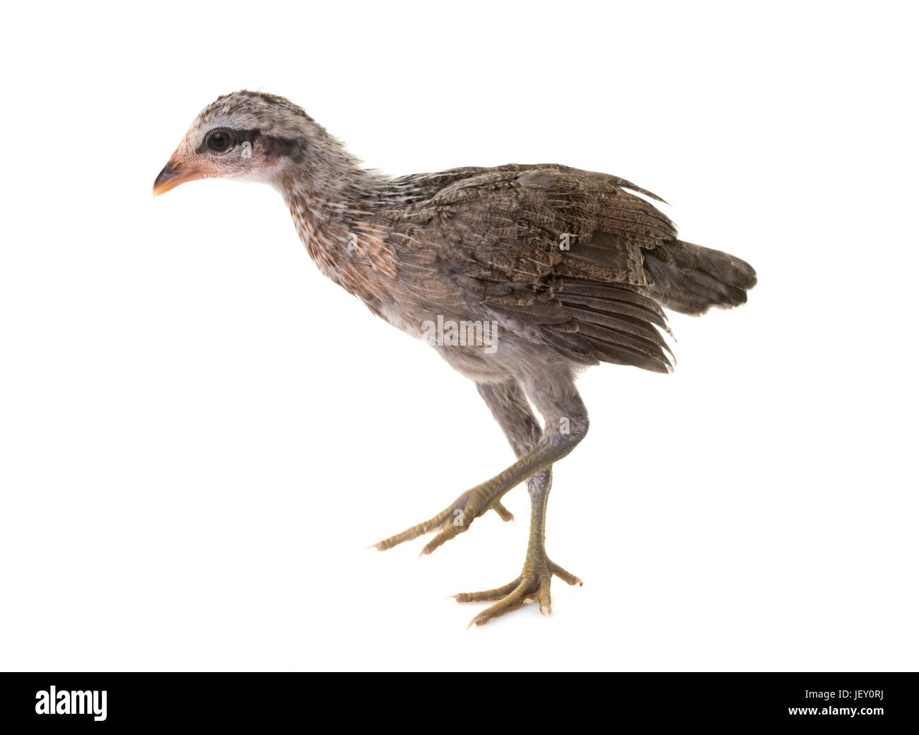 Modern Game fowl in front of white background Stock Photo - Alamy