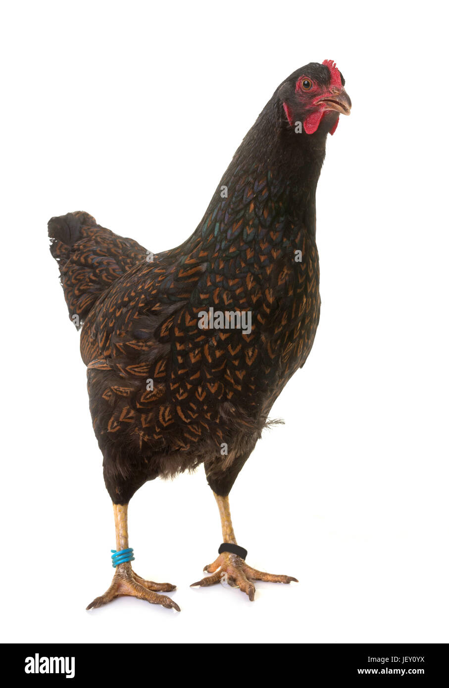 Barnevelder chick hi-res stock photography and images - Alamy