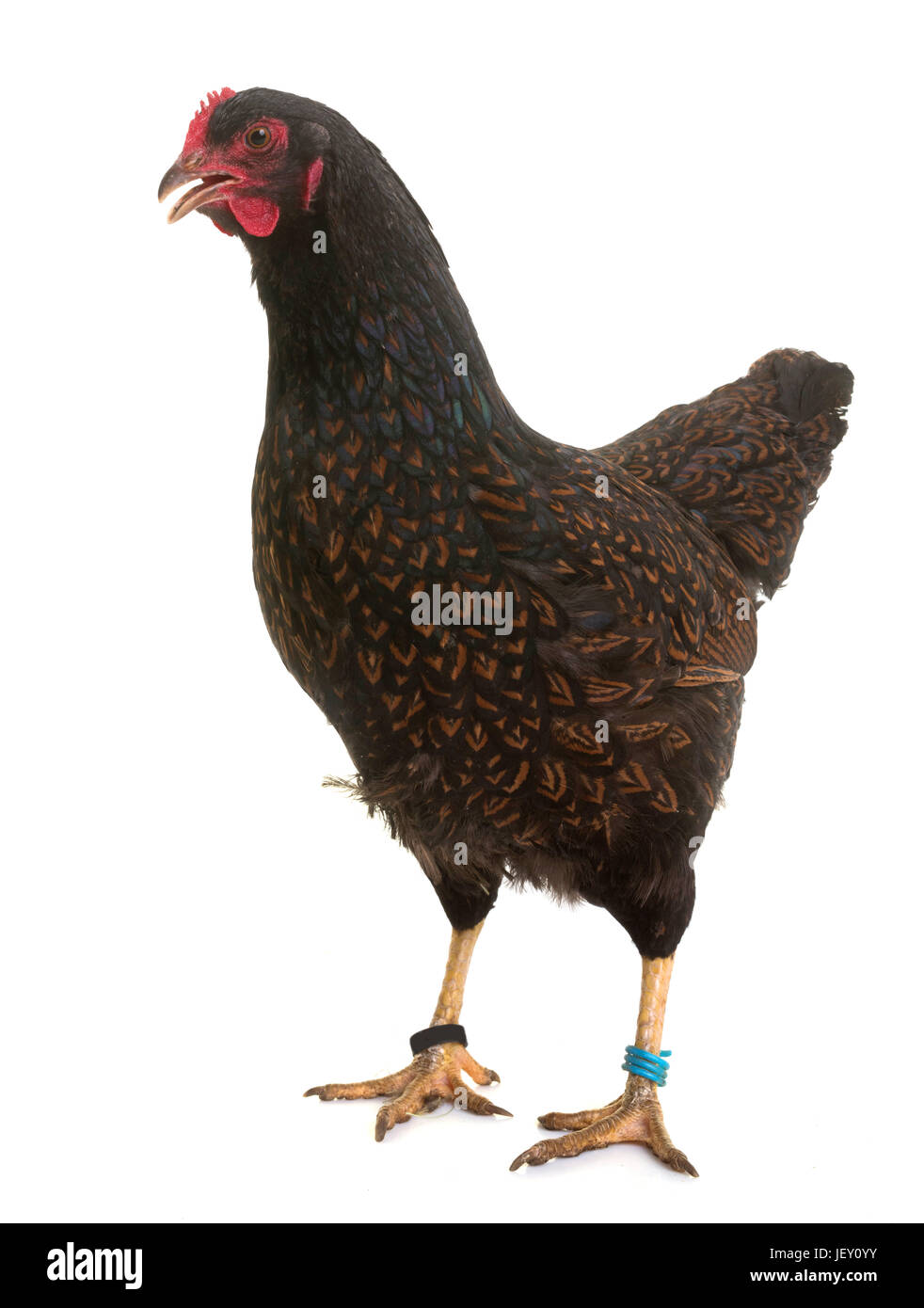 Barnevelder chicken in front of white background Stock Photo - Alamy