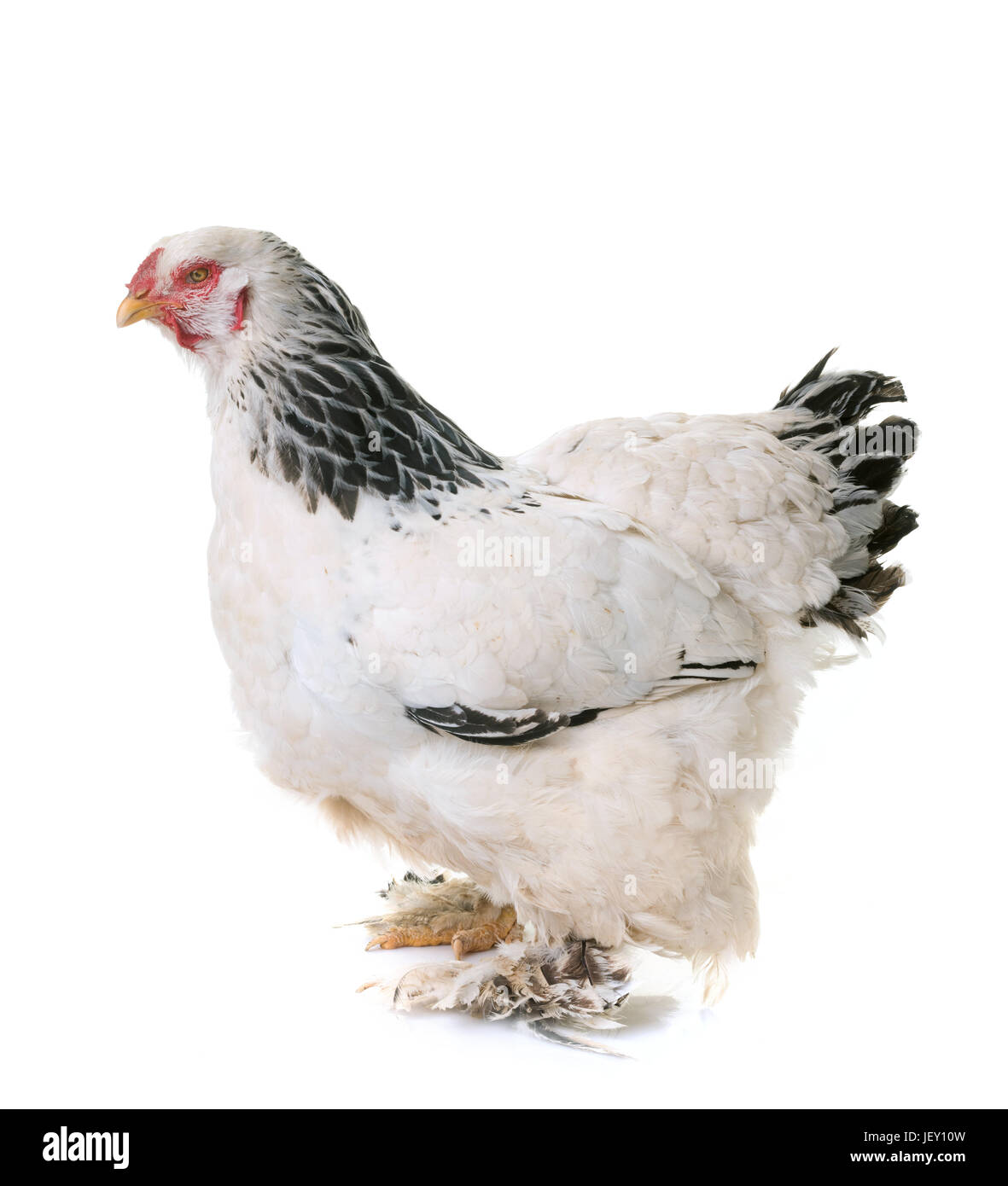 brahma chicken in front of white background Stock Photo - Alamy