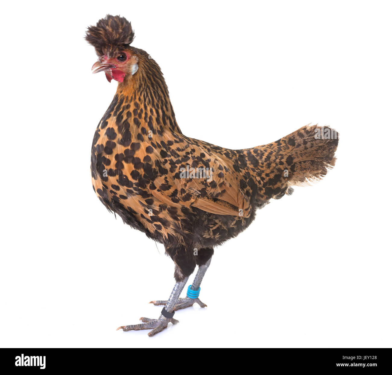 Appenzelloise chicken in front of white background Stock Photo - Alamy