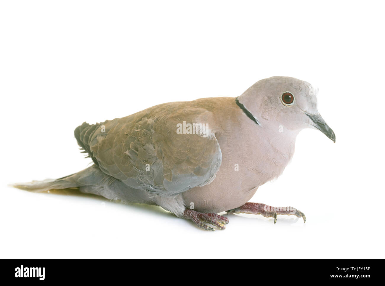Eurasian collared dove in front of white background Stock Photo - Alamy