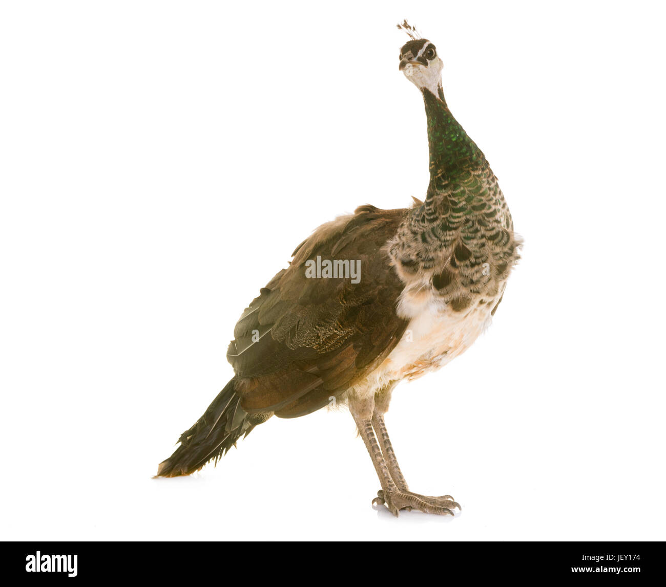 Female peahen Cut Out Stock Images & Pictures - Alamy