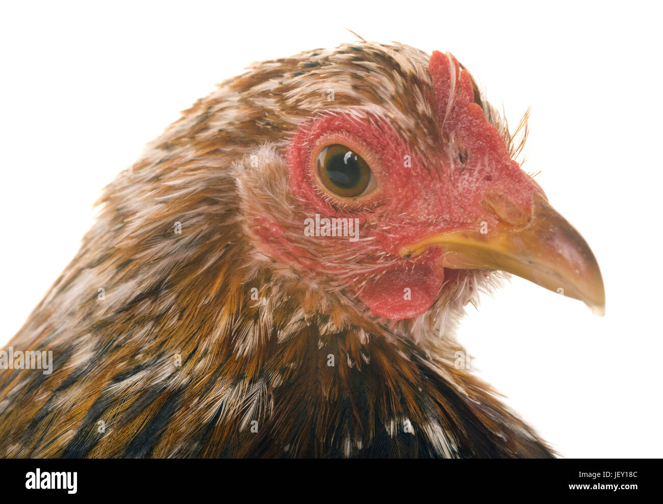 Pekin chicken in front of white background Stock Photo - Alamy