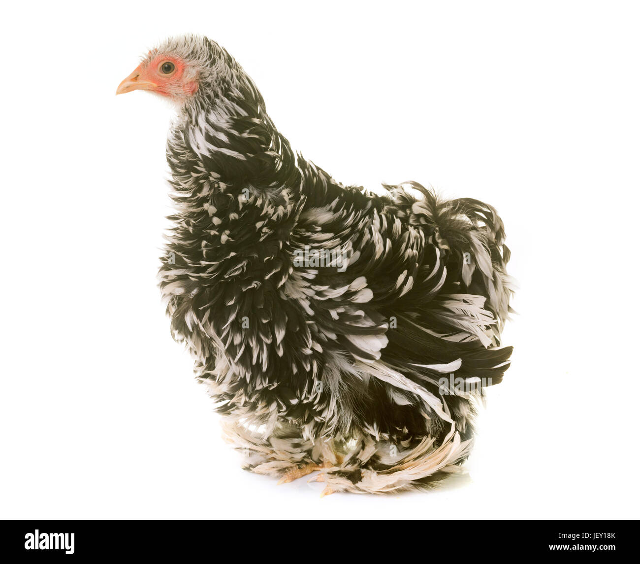 Curly chicken in farm Cut Out Stock Images & Pictures - Alamy