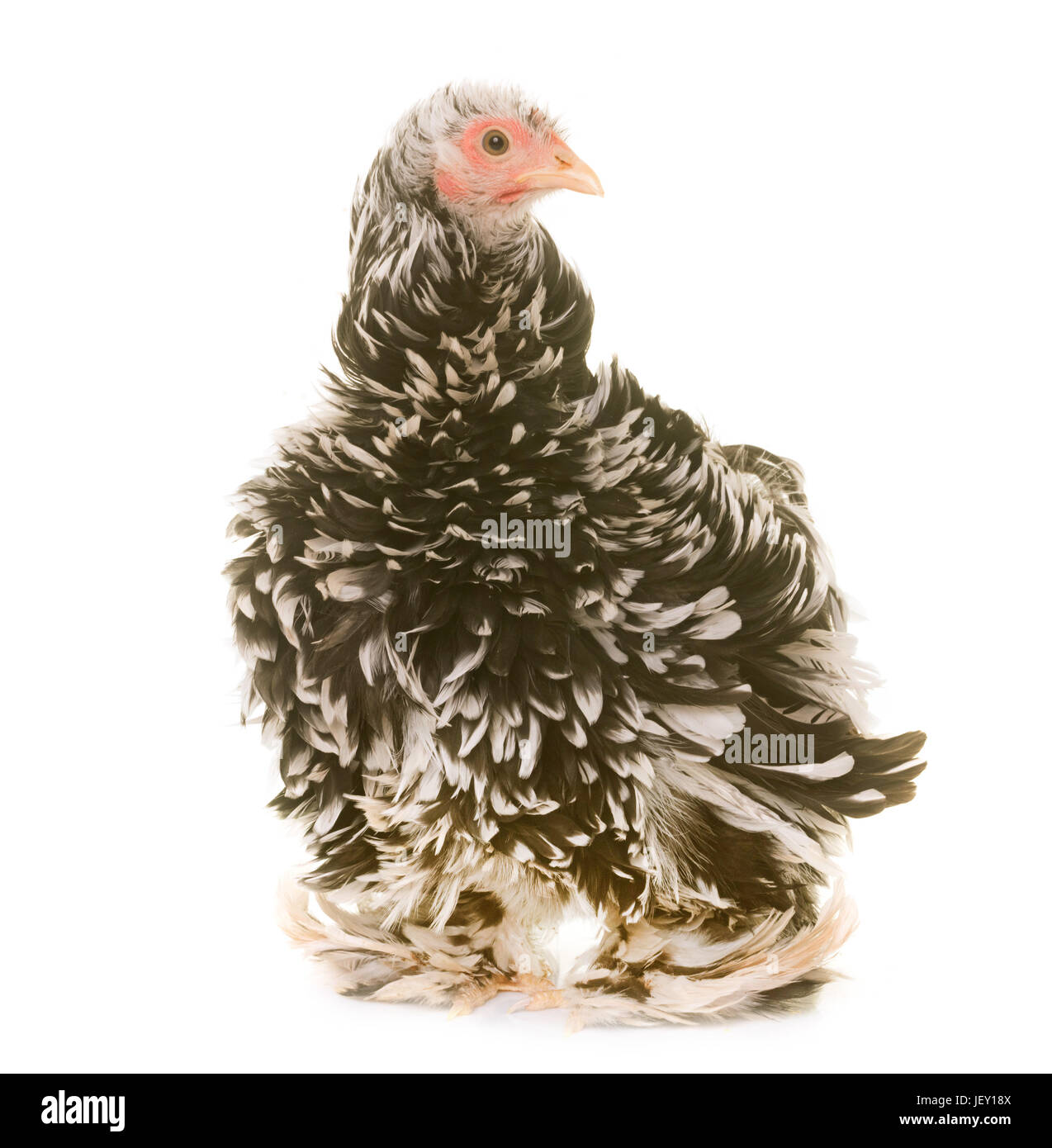 Pekin chicken in front of white background Stock Photo - Alamy