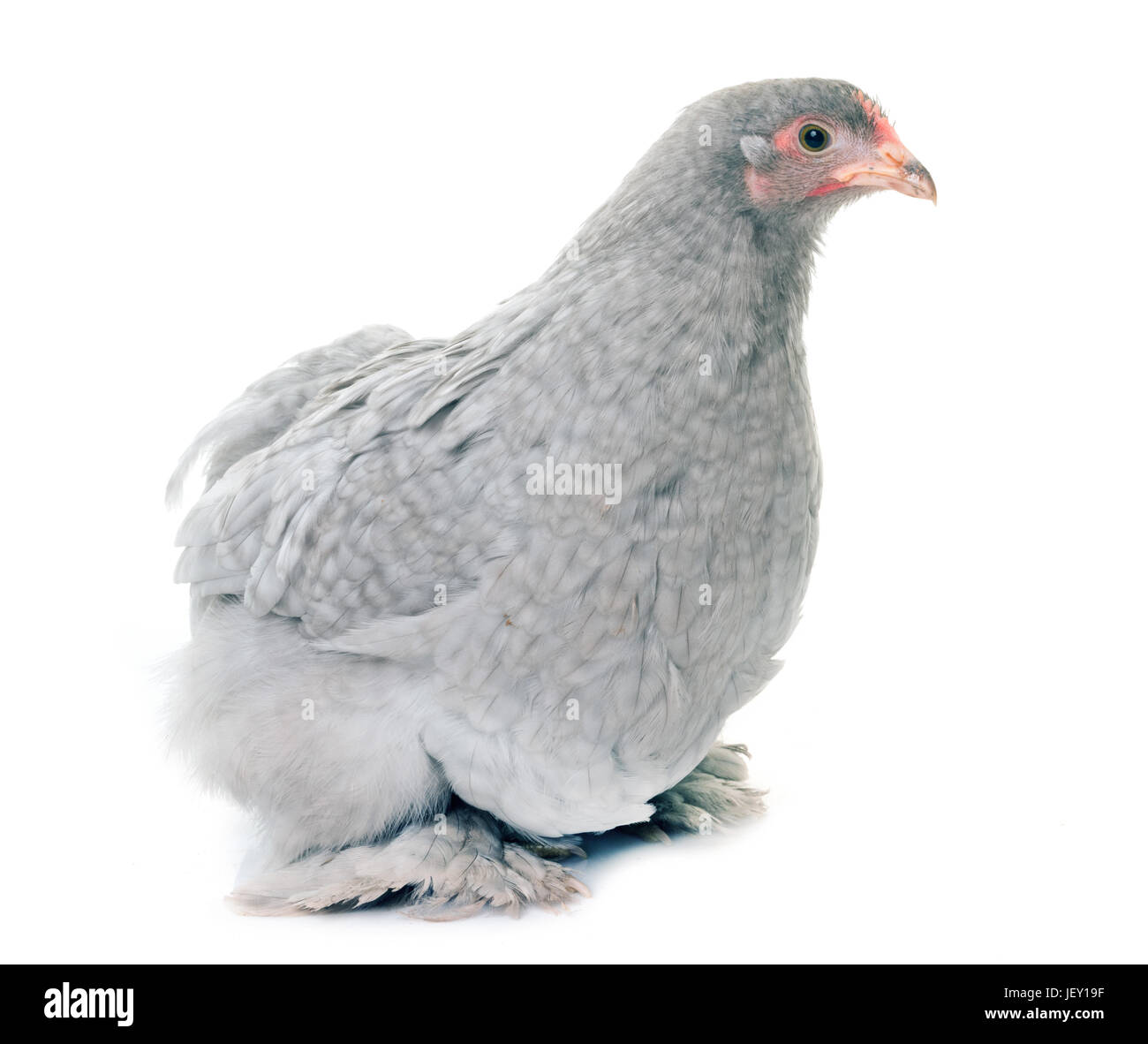 Pekin chicken in front of white background Stock Photo - Alamy