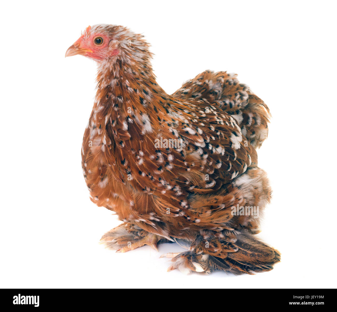 Pekin chicken in front of white background Stock Photo - Alamy