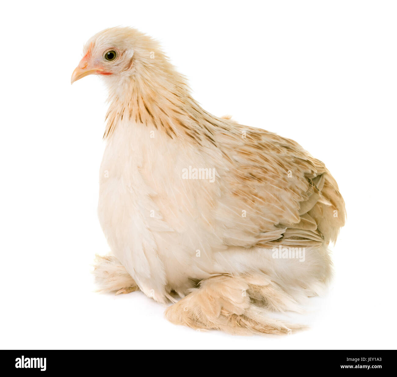 Pekin chicken in front of white background Stock Photo - Alamy