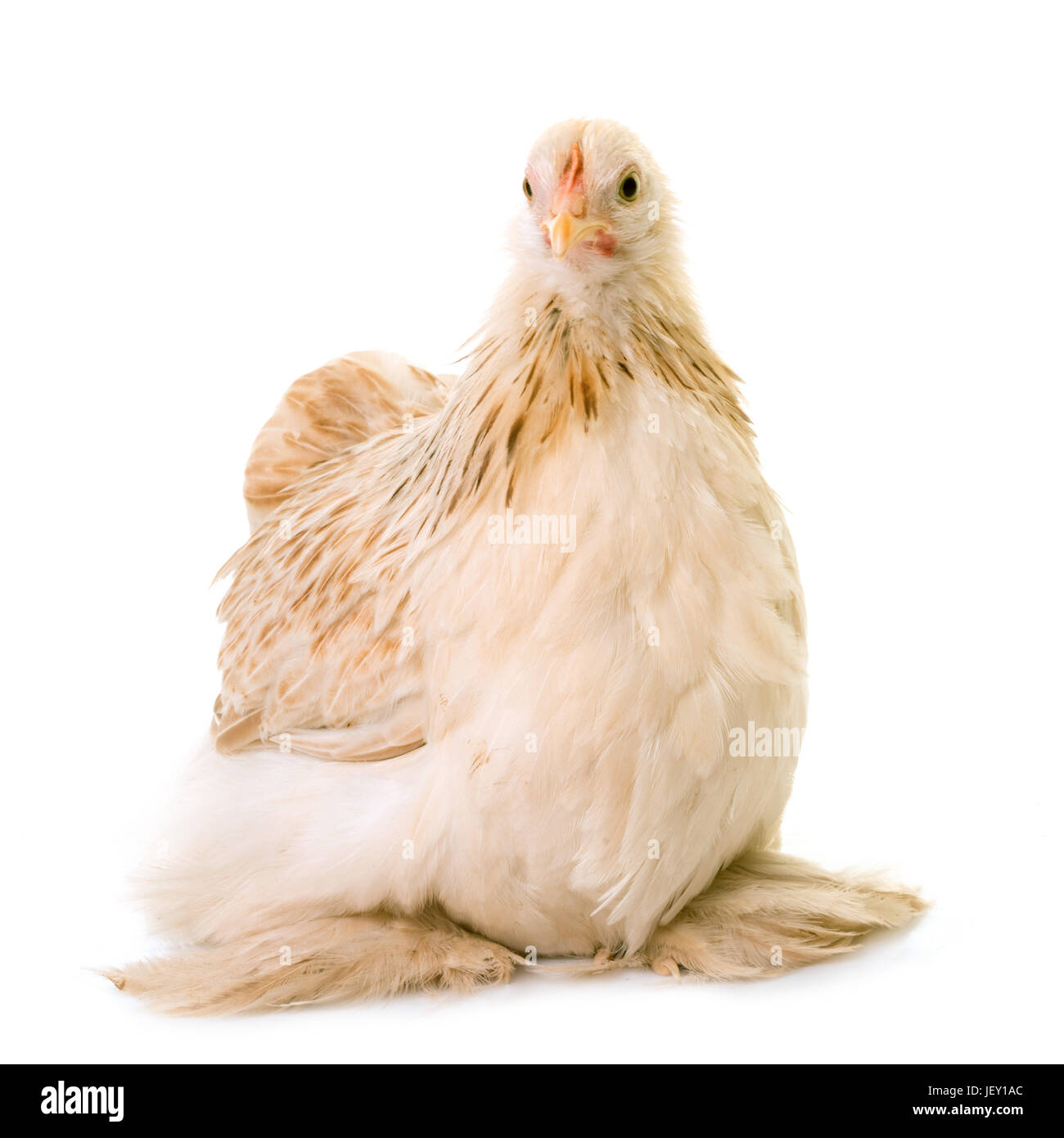 Pekin chicken in front of white background Stock Photo - Alamy