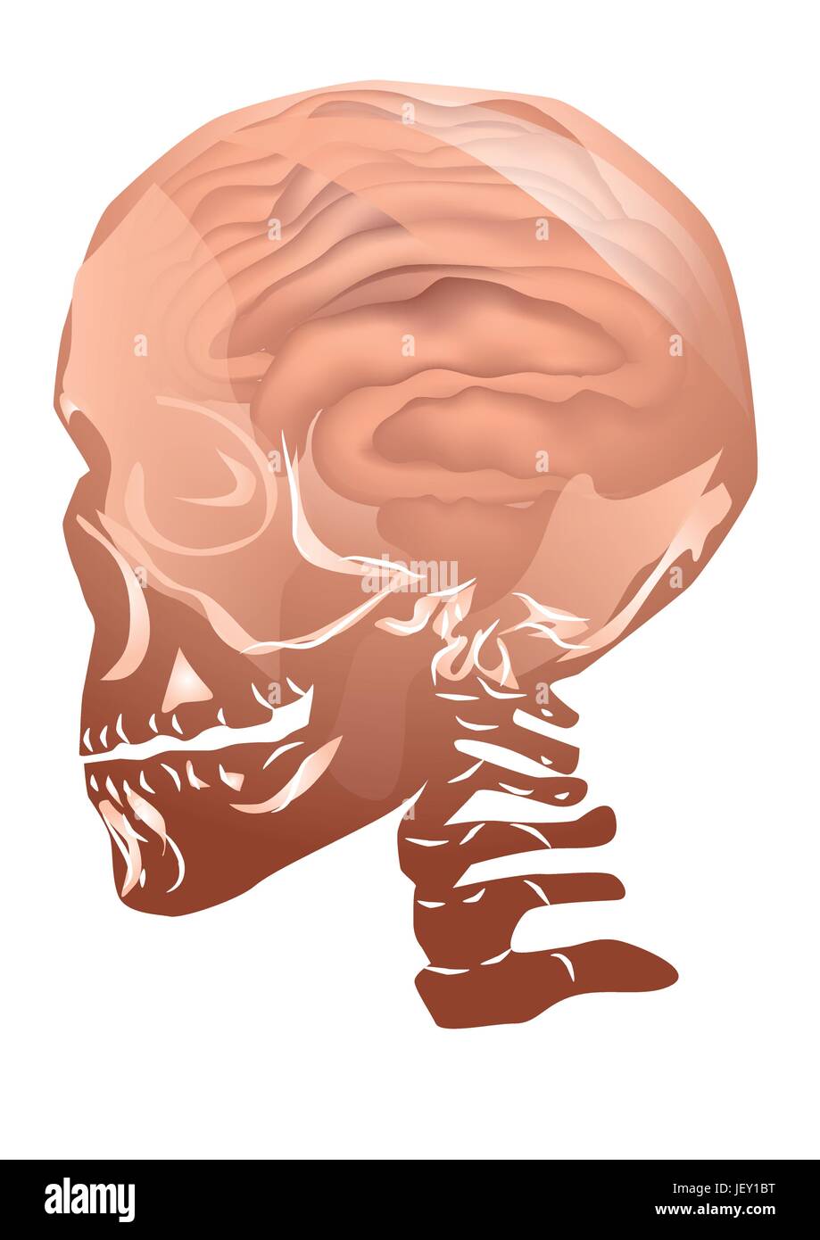 tool, isolated, science, human, human being, illustration, skull, means ...