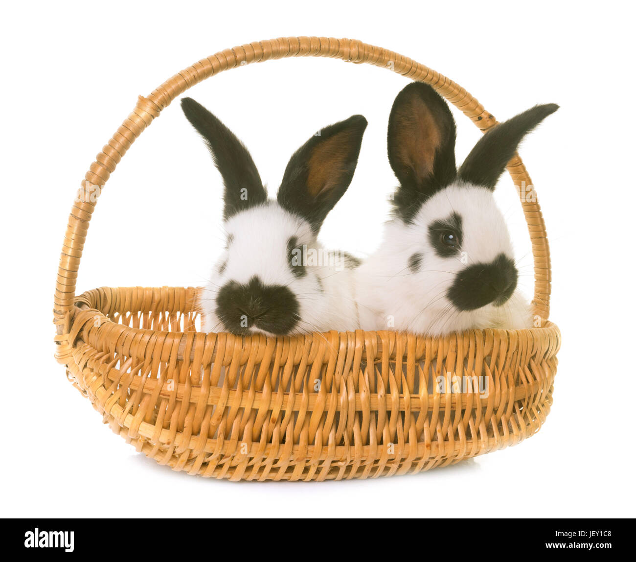 young Checkered Giant rabbits in front of white background Stock Photo ...