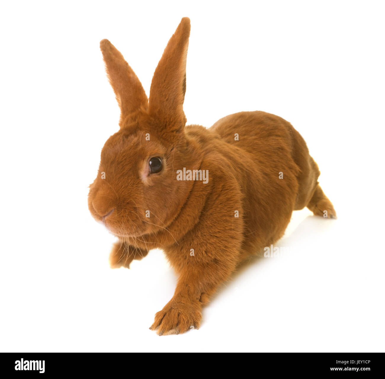 Fauve de Bourgogne rabbit in front of white background Stock Photo - Alamy