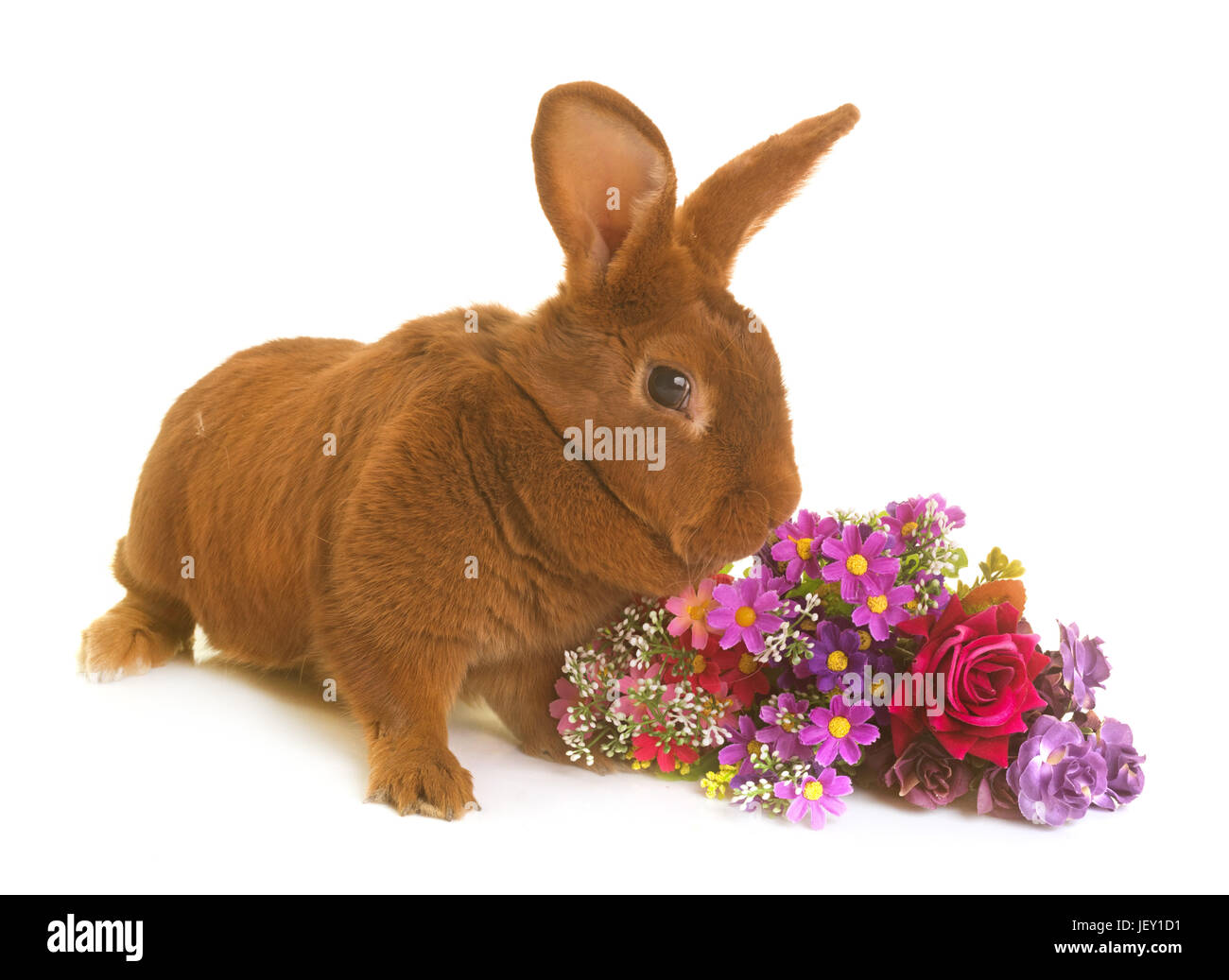 Fauve de bourgogne hi-res stock photography and images - Alamy