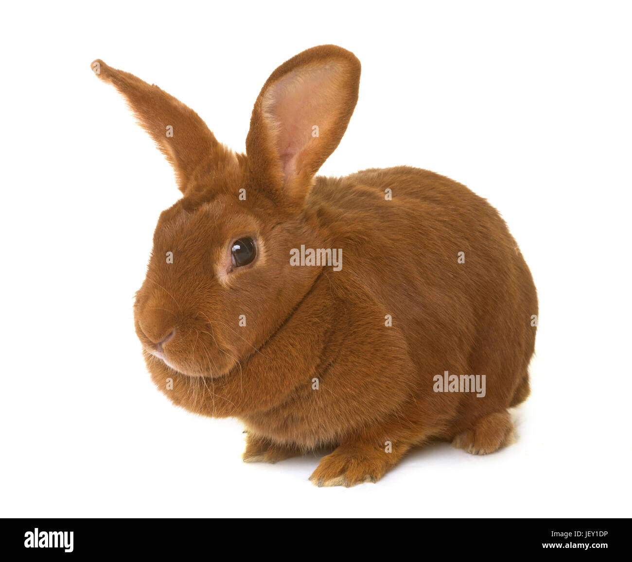 Fauve de Bourgogne rabbit in front of white background Stock Photo - Alamy