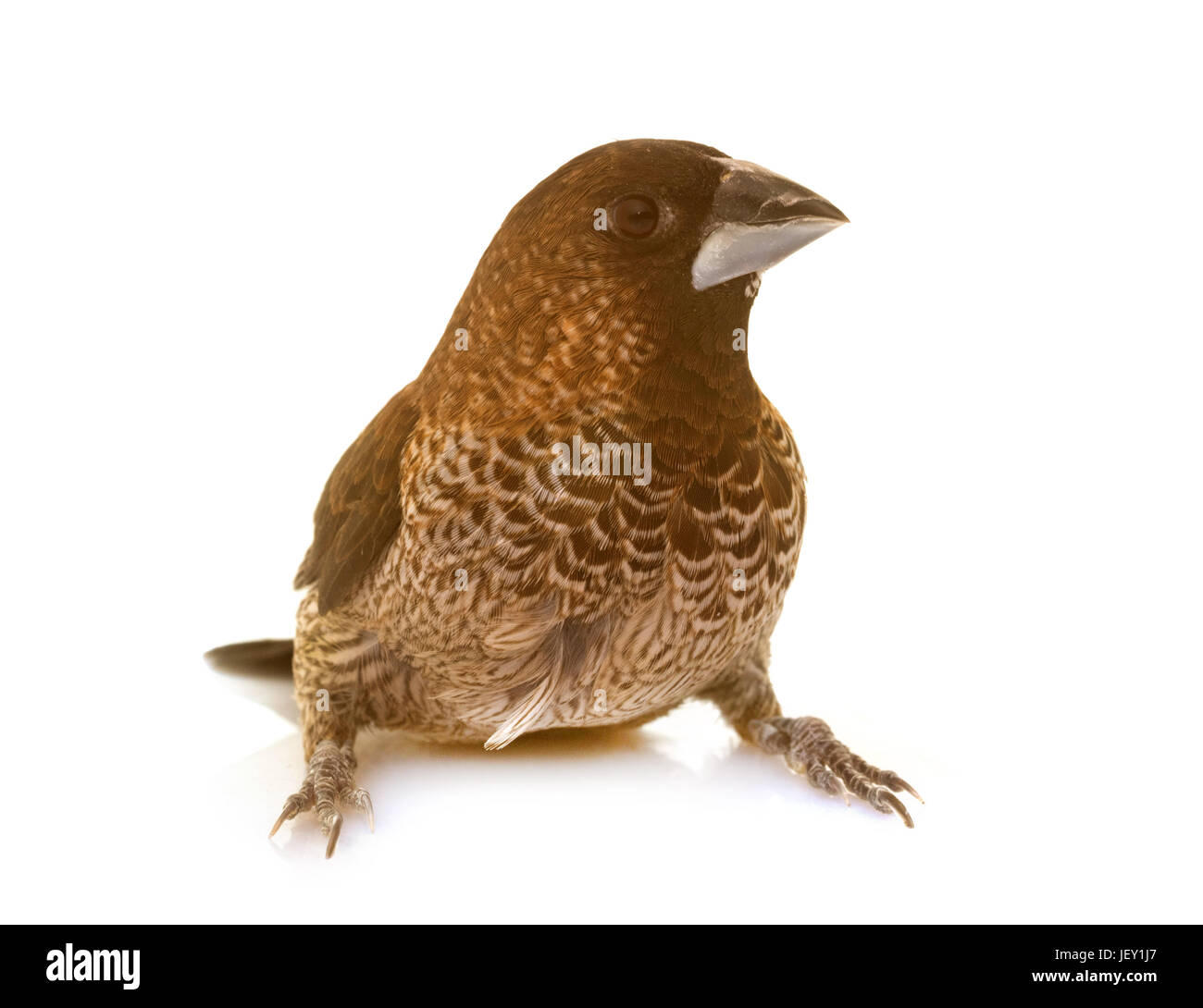 Society finch in front of white background Stock Photo - Alamy