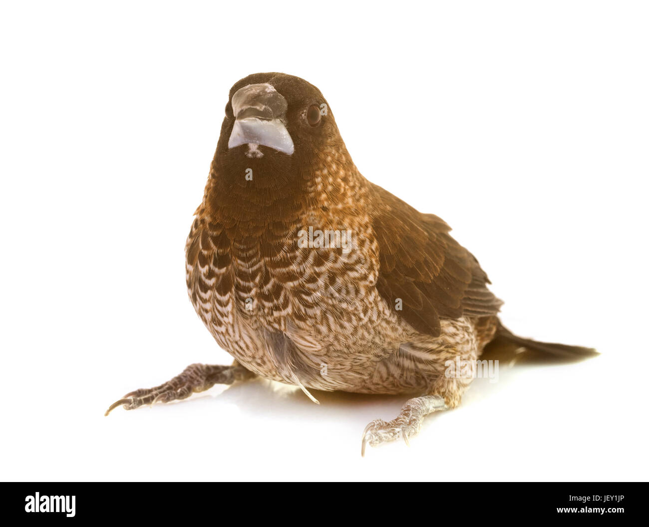 Pet society Cut Out Stock Images & Pictures - Alamy