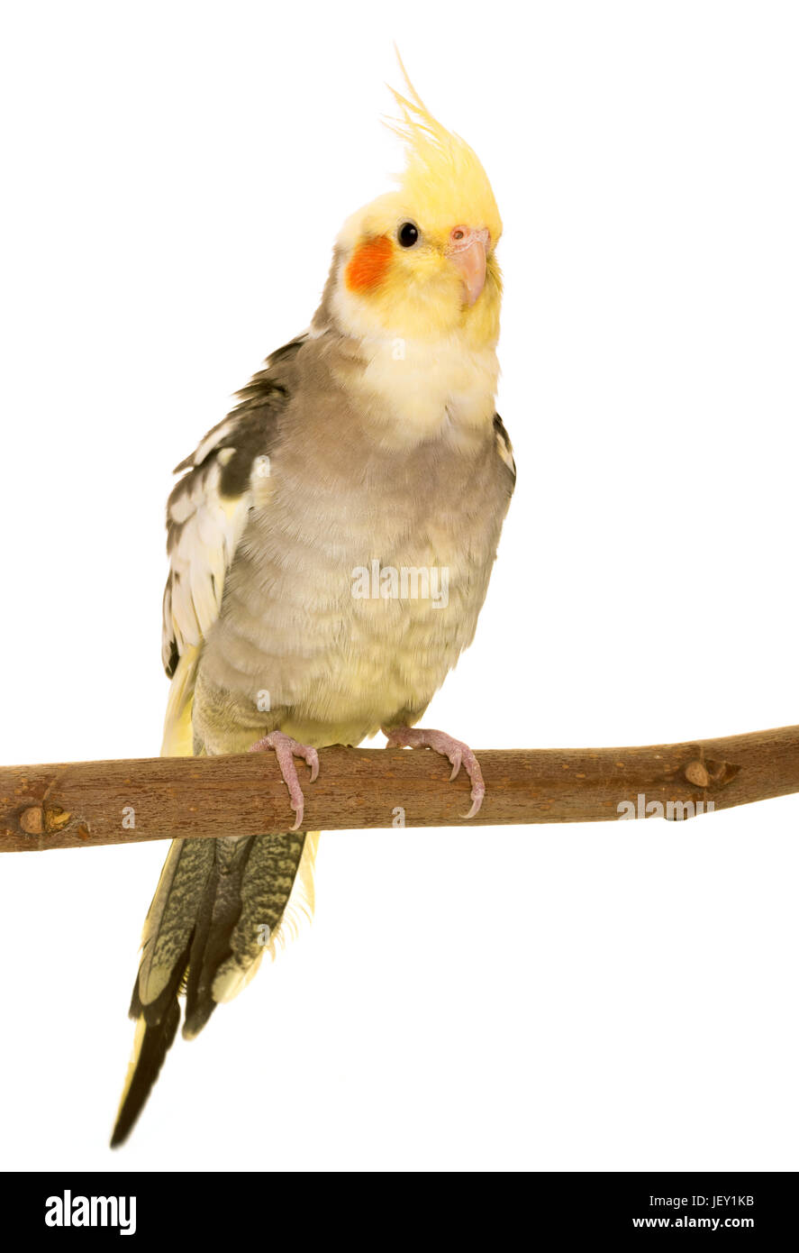 young cockatiel in front of white background Stock Photo - Alamy