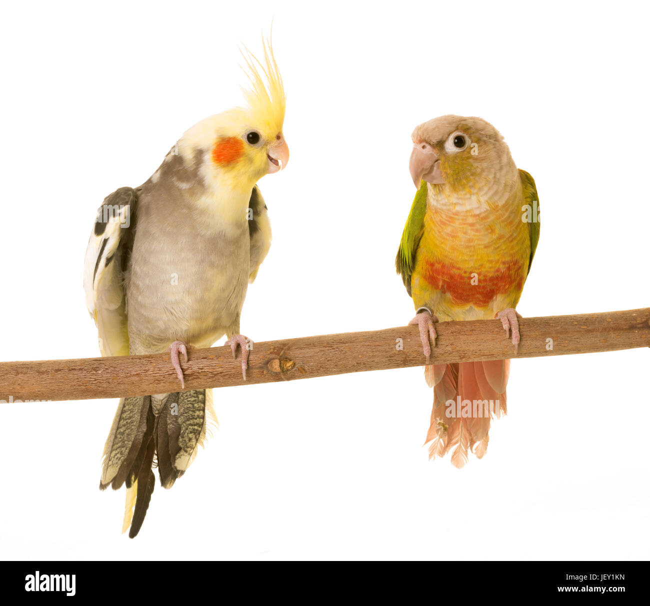 Young Pearly Conures