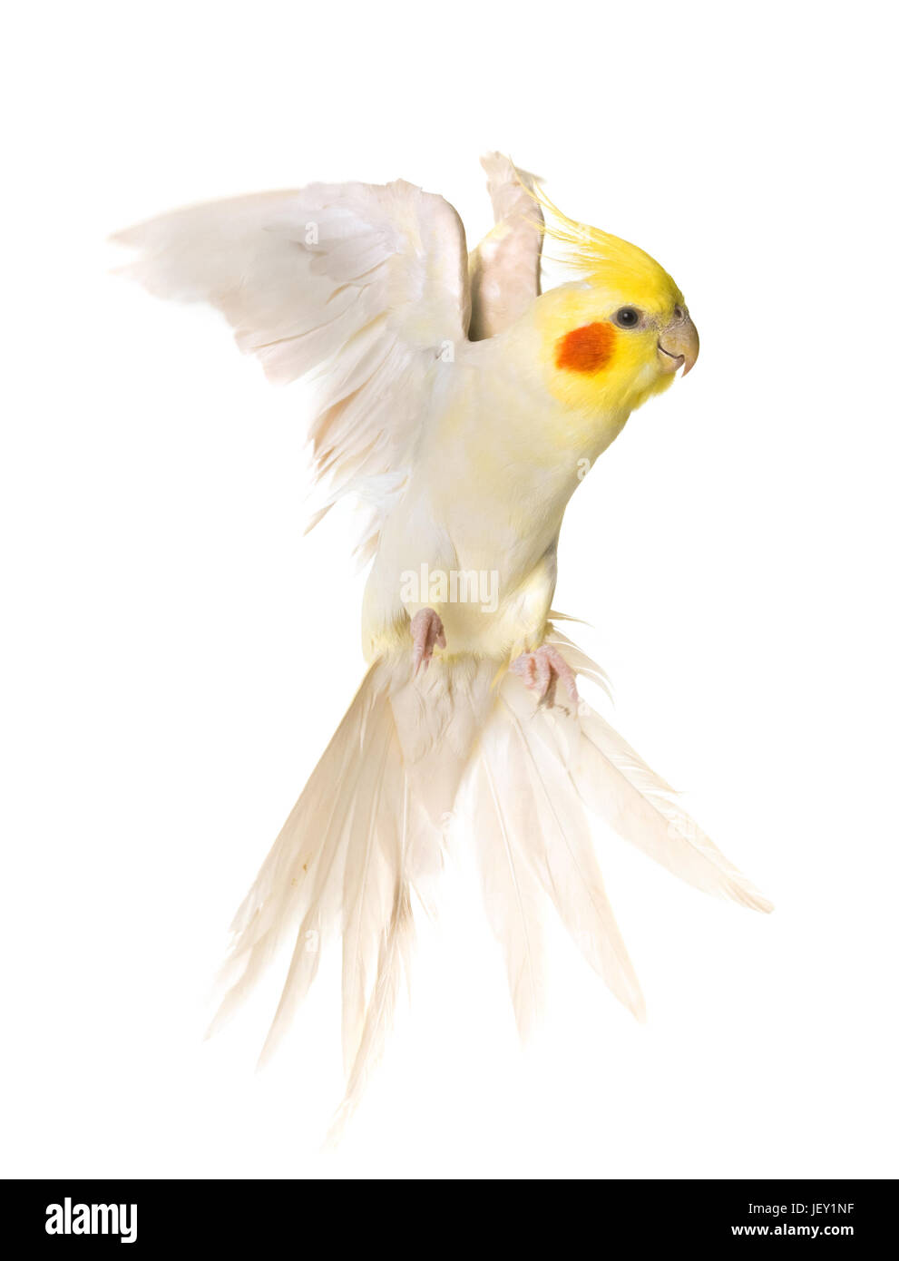 young cockatiel flying in front of white background Stock Photo - Alamy