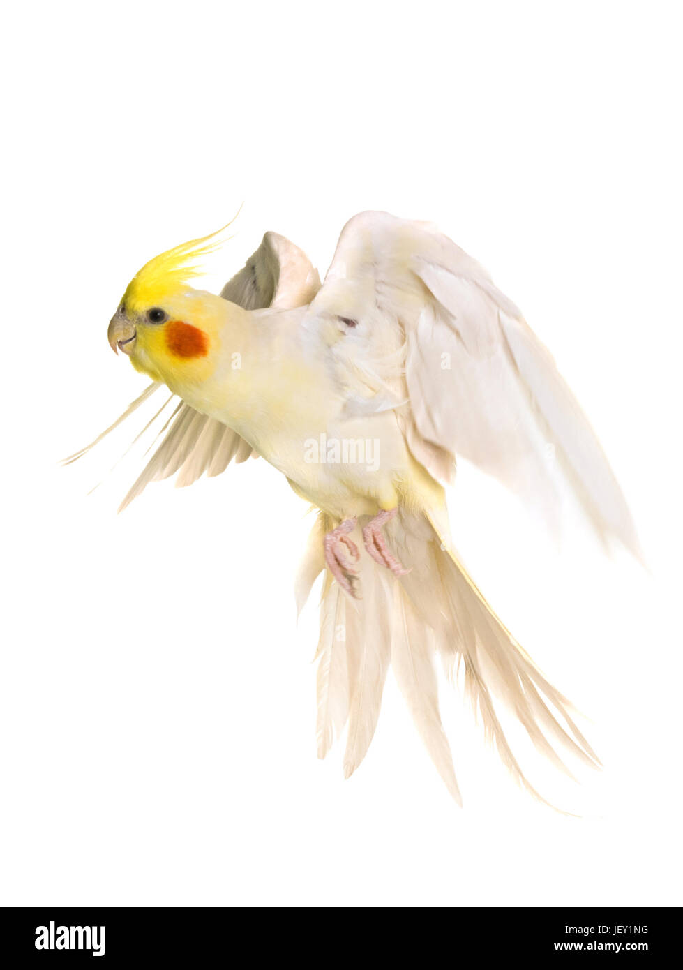 young cockatiel flying in front of white background Stock Photo - Alamy