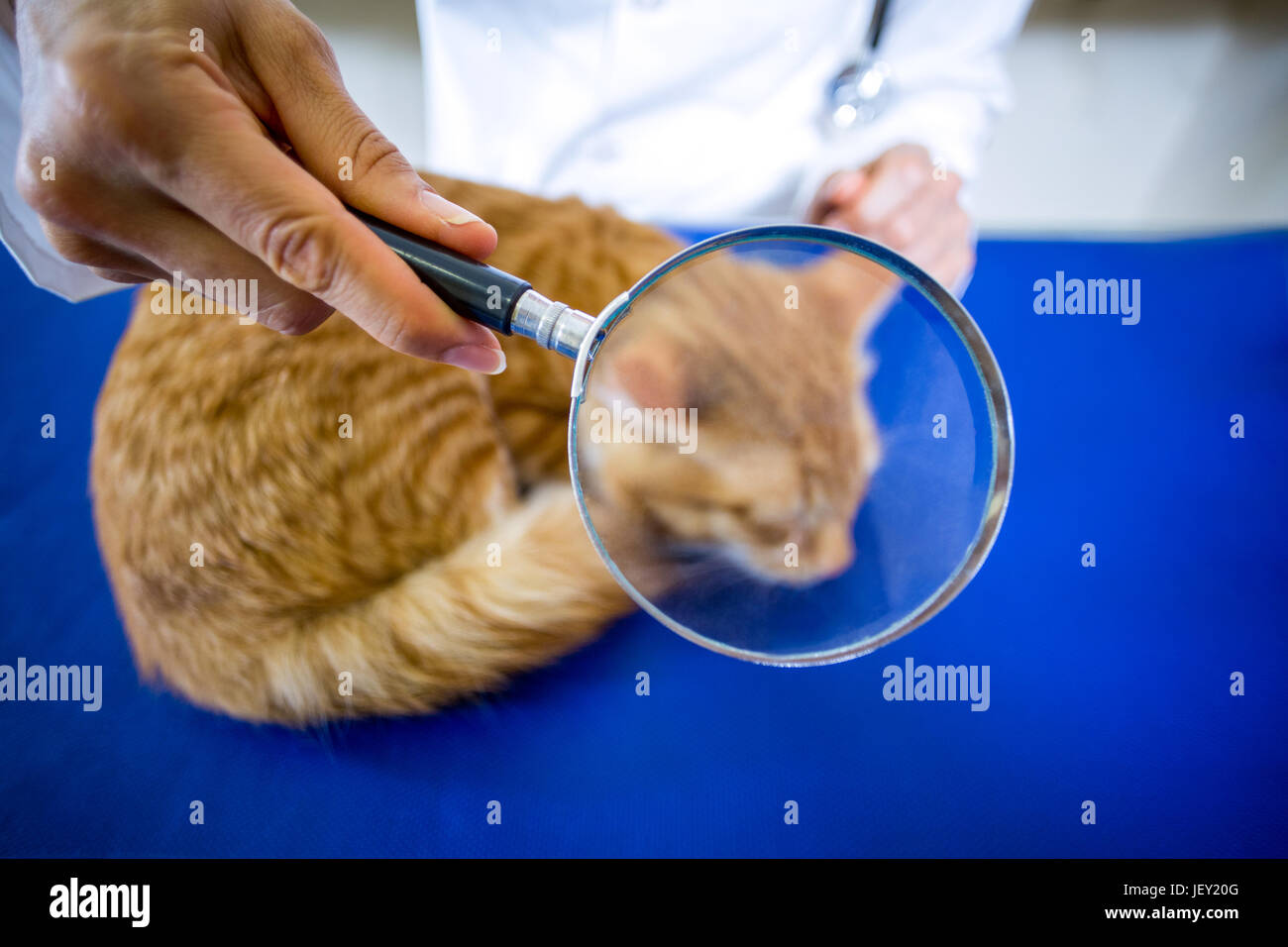Cat magnifying glass hi-res stock photography and images - Alamy