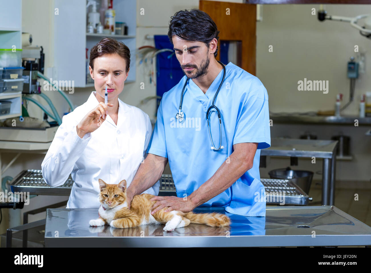 Two vets treating a cat Stock Photo - Alamy