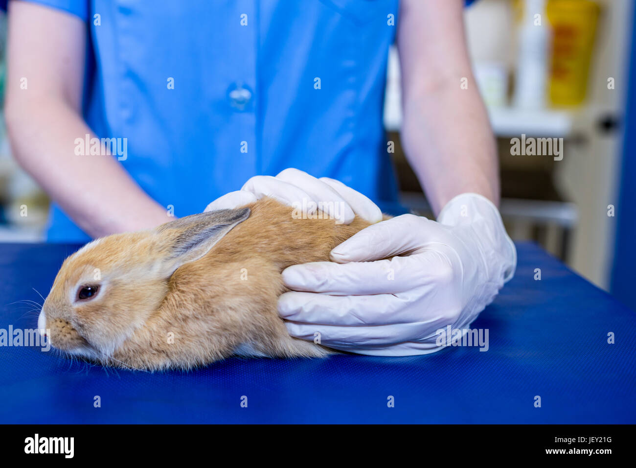 Woman vet petting rabbit hi-res stock photography and images - Alamy