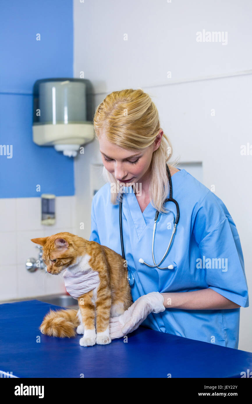 Woman working cat relaxing hi-res stock photography and images - Alamy