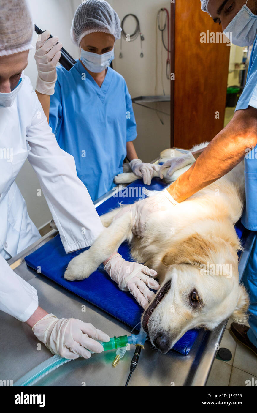 Pets vet operation hi-res stock photography and images - Alamy