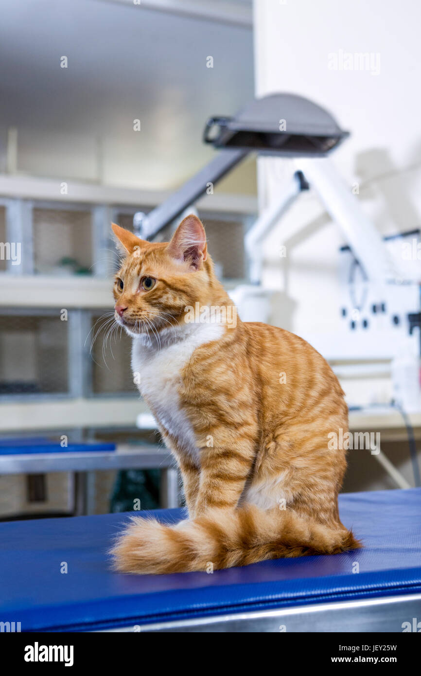 Seated cat on the operation table Stock Photo - Alamy