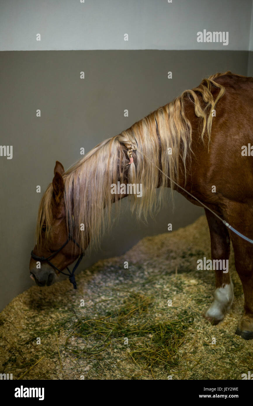 Sick horse hi-res stock photography and images - Alamy