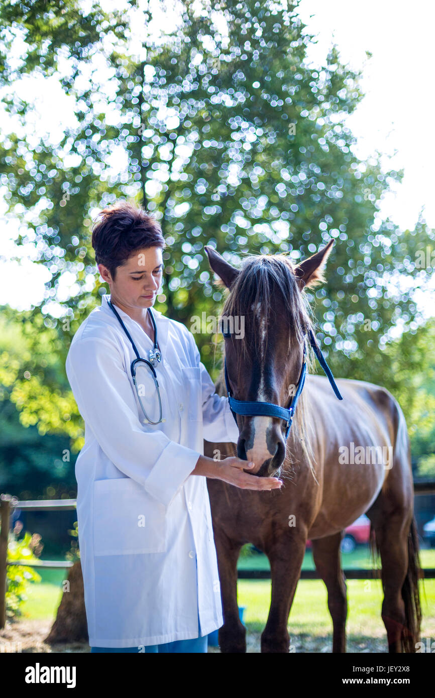 Vet with stethoscope horse hi-res stock photography and images - Alamy