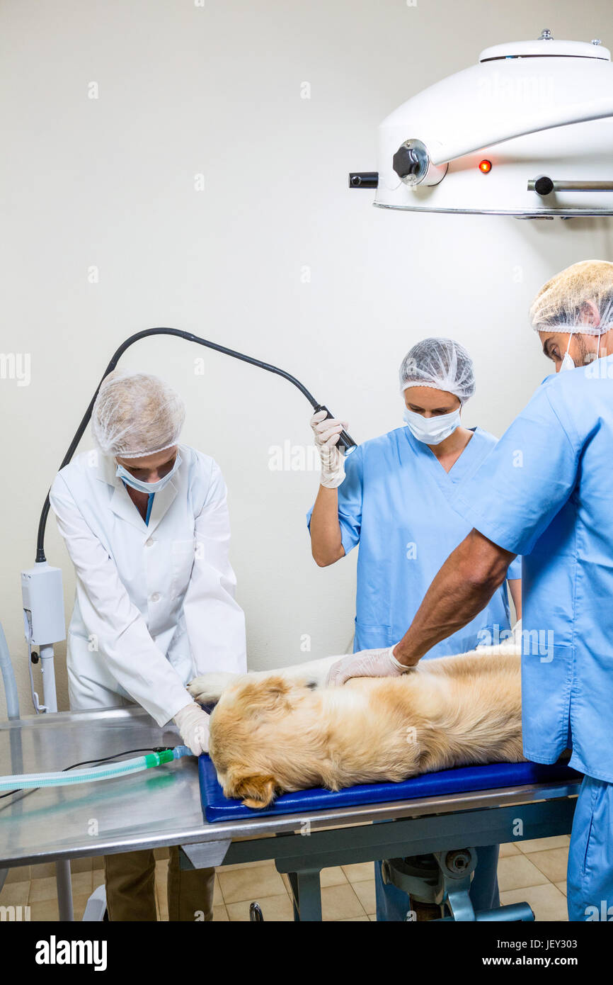 Operating On Dog High Resolution Stock Photography and Images - Alamy