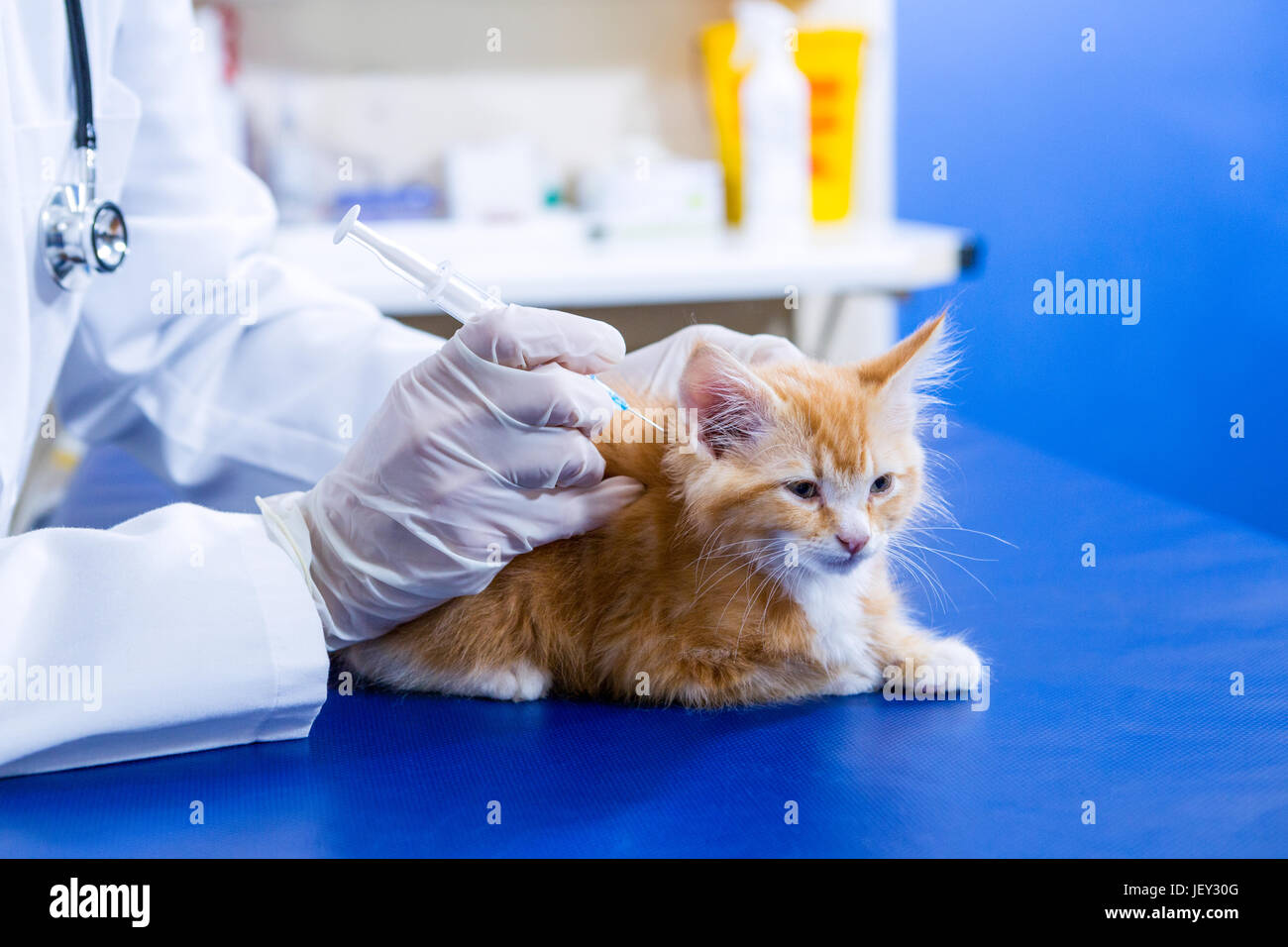 Cute cat receiving an injection Stock Photo - Alamy