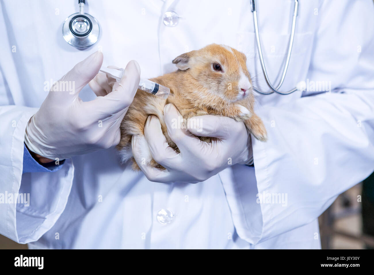 Rabbit getting an injection from a vet Stock Photo - Alamy