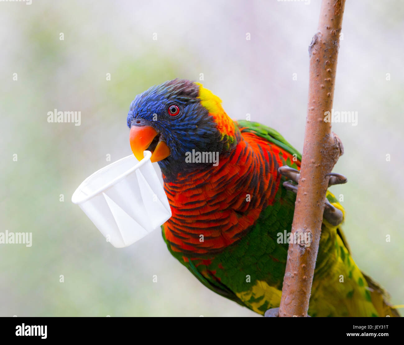 Portrait of Parrot - Rainbow Lorikeet Stock Photo - Alamy