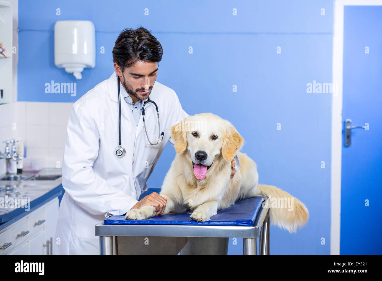 A woman vet examining a dog Stock Photo - Alamy