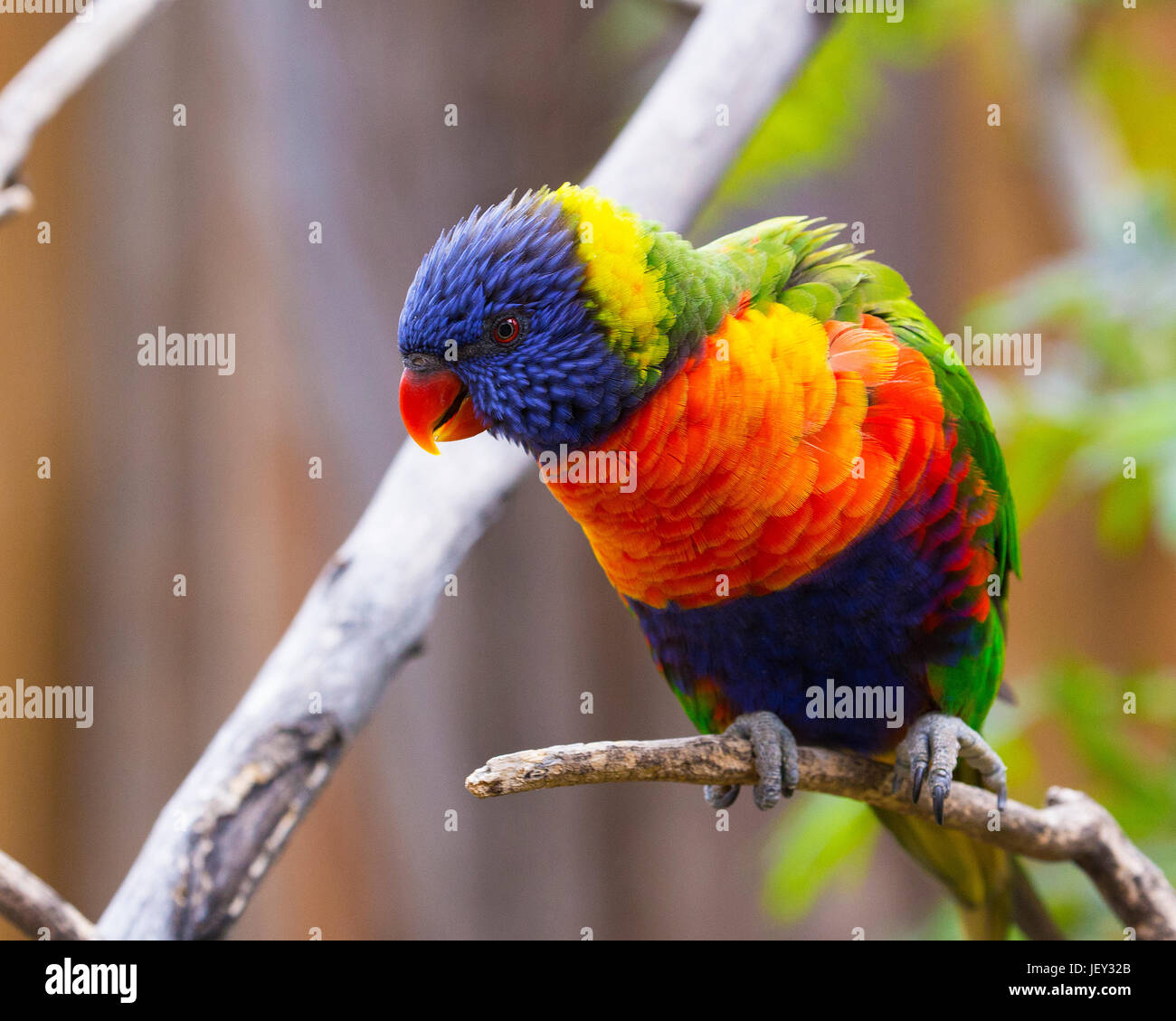 Portrait of Parrot - Rainbow Lorikeet Stock Photo - Alamy