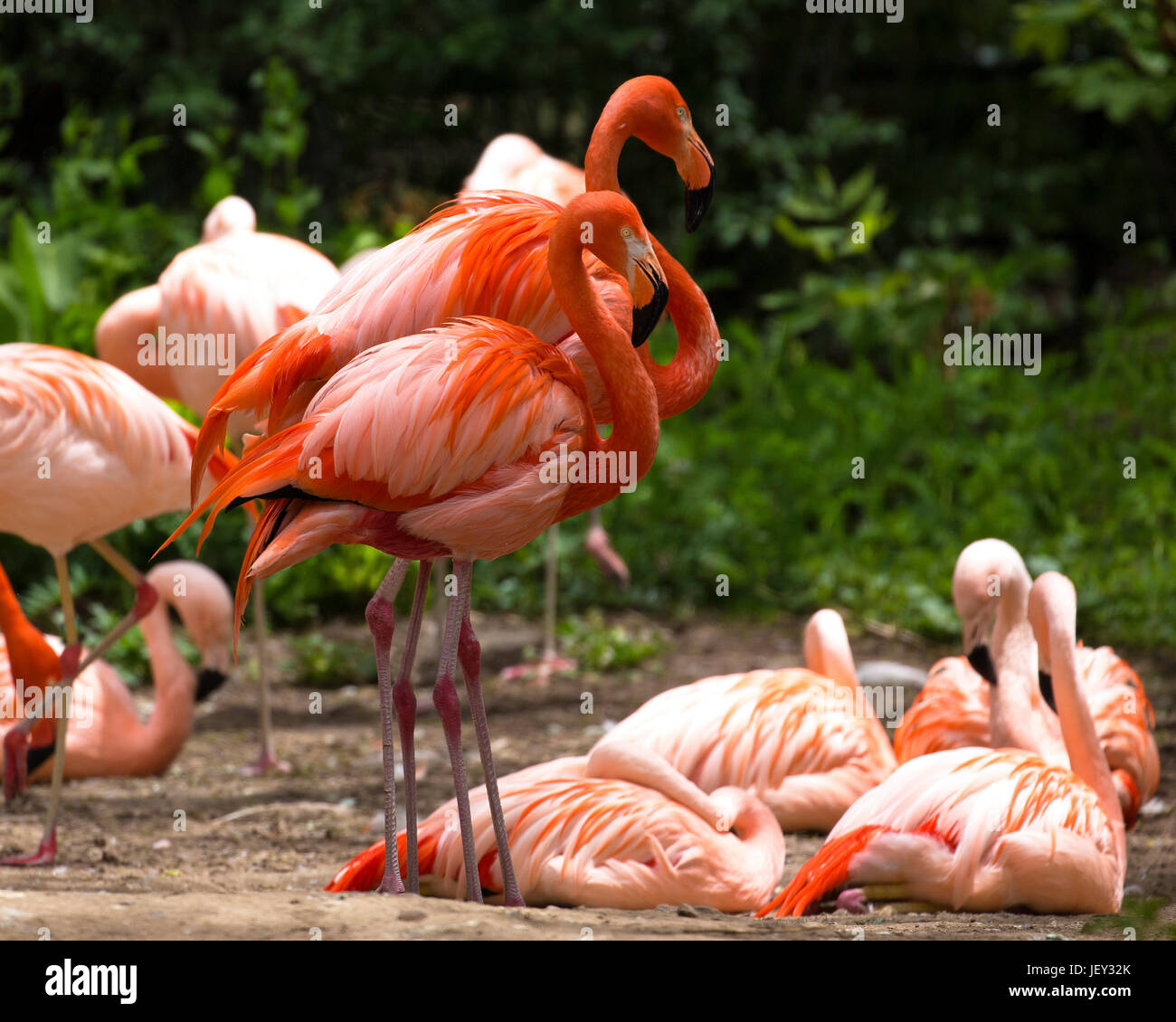 Large group of animals nature hi-res stock photography and images - Alamy