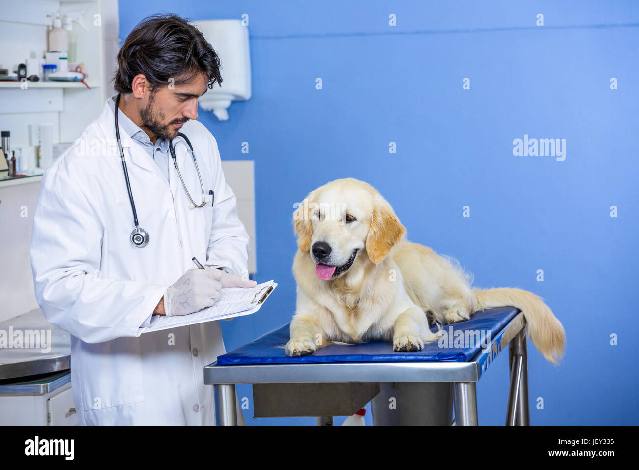 A man vet looking a dog an taking notes Stock Photo - Alamy