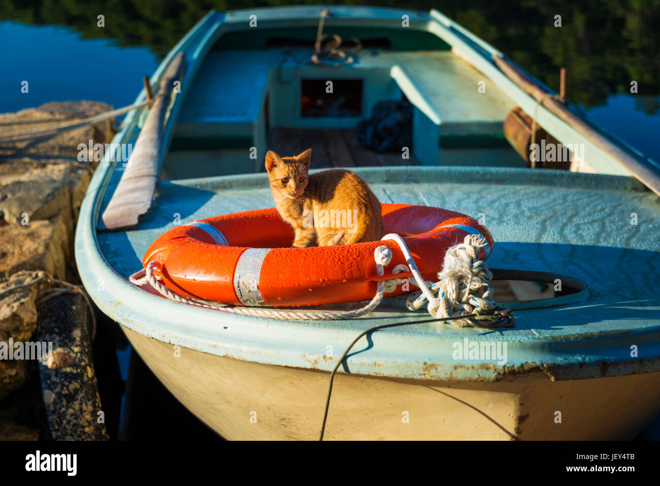 Fishing boat and cat at Soline, Mljet Island National Park, Dalmatia ...