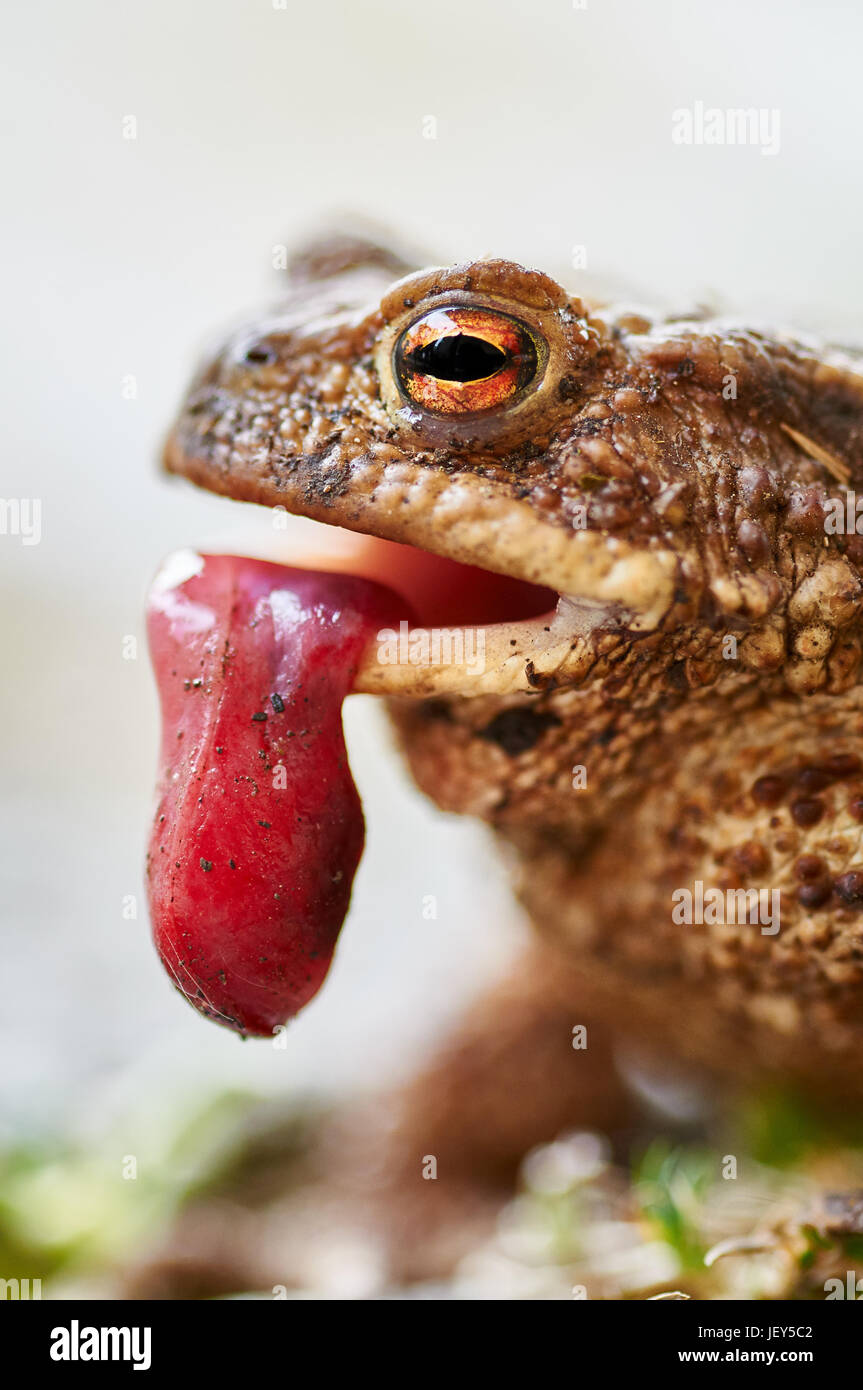 Common toad (Bufo bufo) with lolled tongue Stock Photo - Alamy