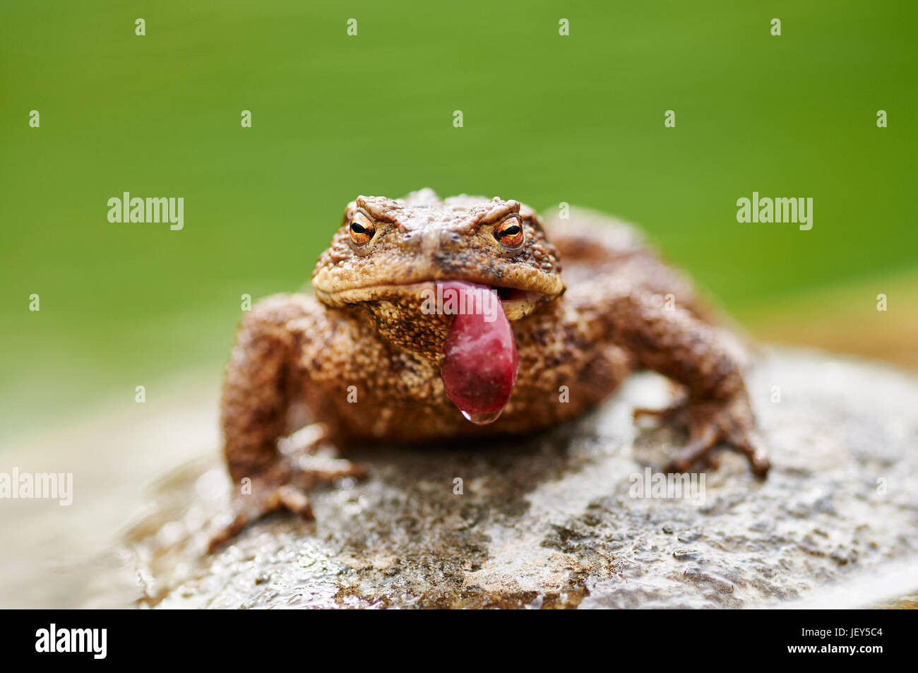 Frog tongue hi-res stock photography and images - Alamy