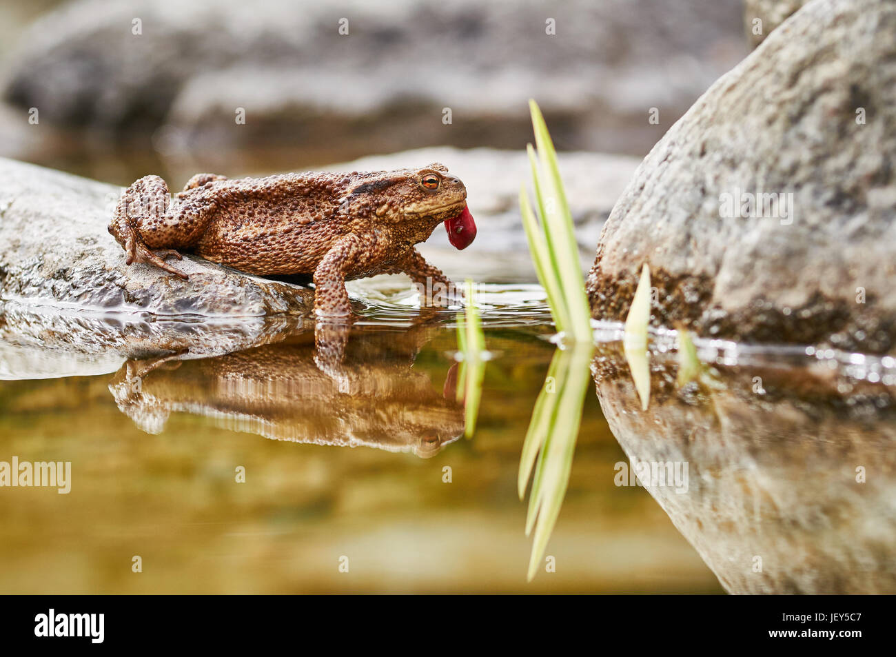 Common toad (Bufo bufo) with lolled tongue Stock Photo - Alamy