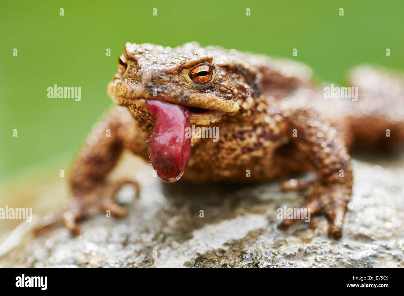 Common toad (Bufo bufo) with lolled tongue Stock Photo - Alamy