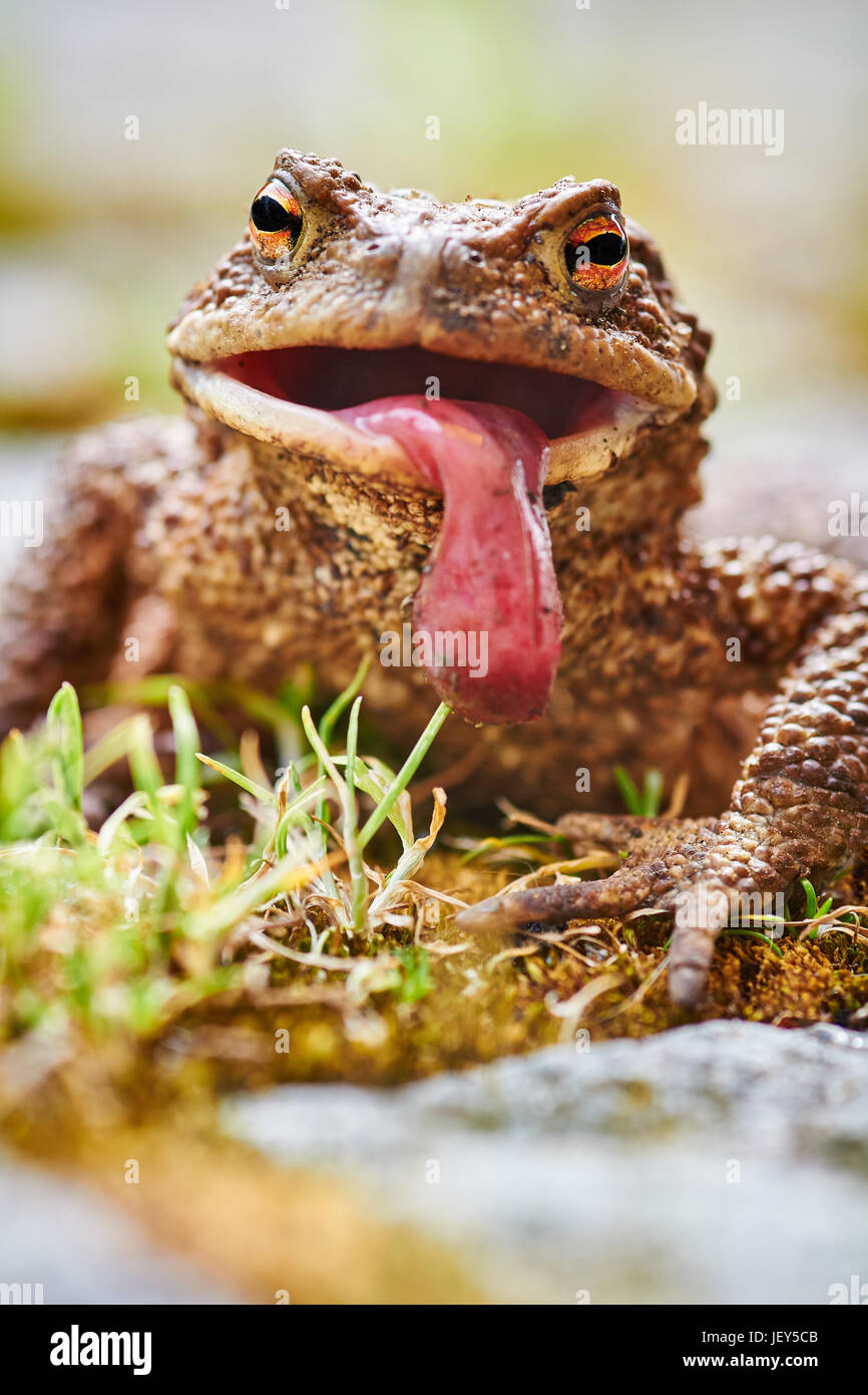 Common toad (Bufo bufo) with lolled tongue Stock Photo - Alamy