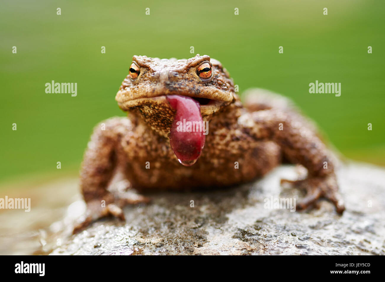 Toad Tongue Human Condition