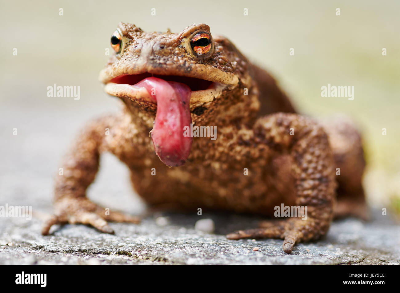 Common toad (Bufo bufo) with lolled tongue Stock Photo - Alamy