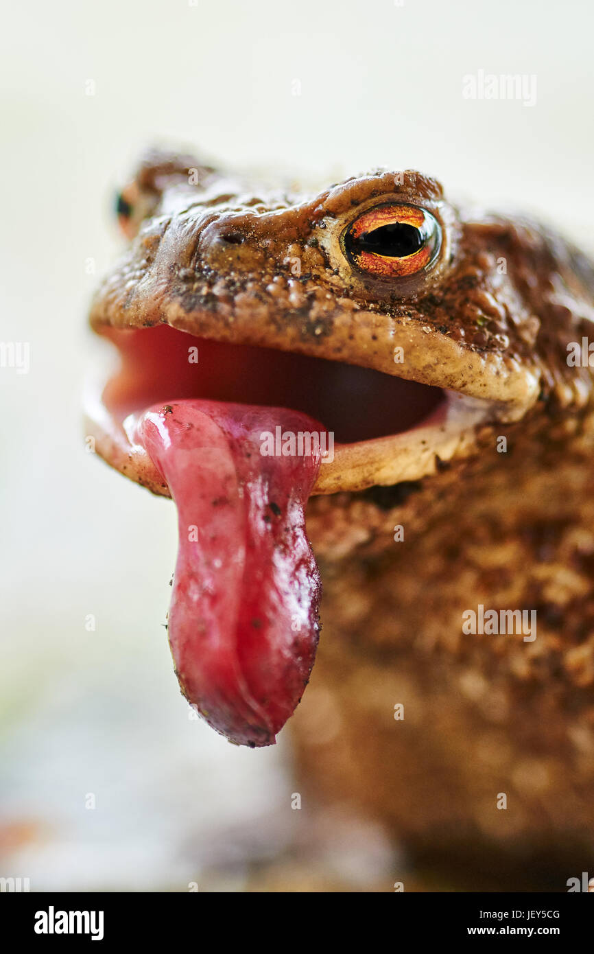 Toad Tongue Human Condition